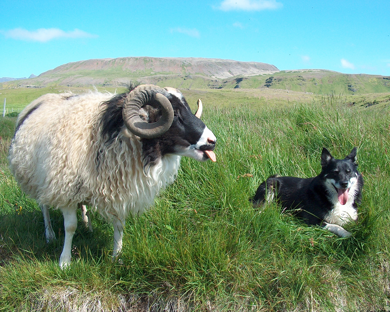 Icelandic Sheepdogs: Bred to herd - National Icelandic Sheepdog Rescue ...