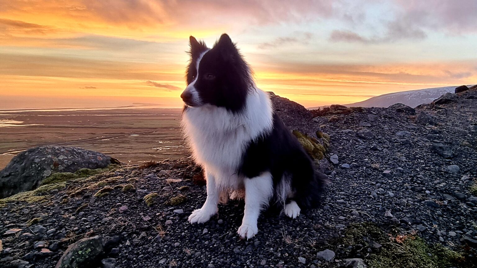 - National Icelandic Sheepdog Rescue Alliance