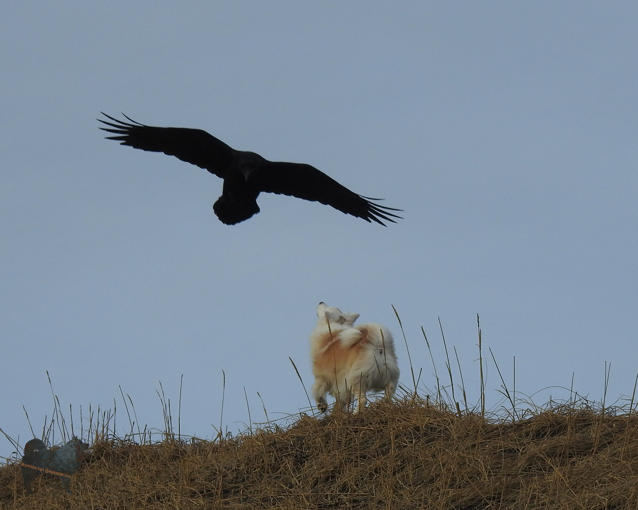 Why they bark at flying objects - National Icelandic Sheepdog Rescue ...